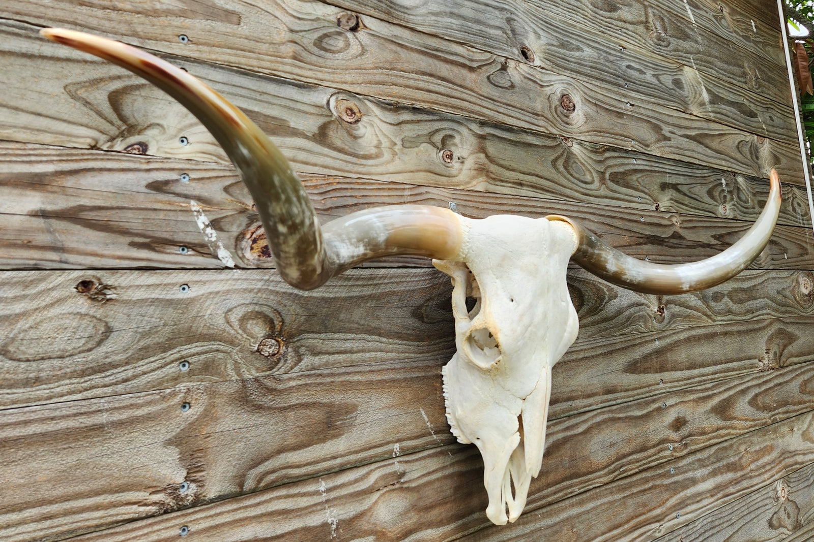 Horns and Skulls - Bethel Saddlery