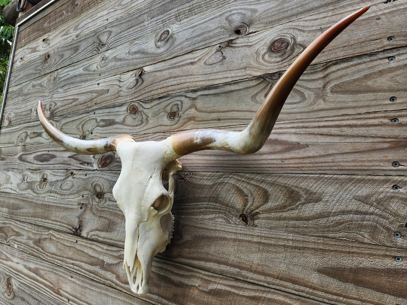 Horns and Skulls - Bethel Saddlery
