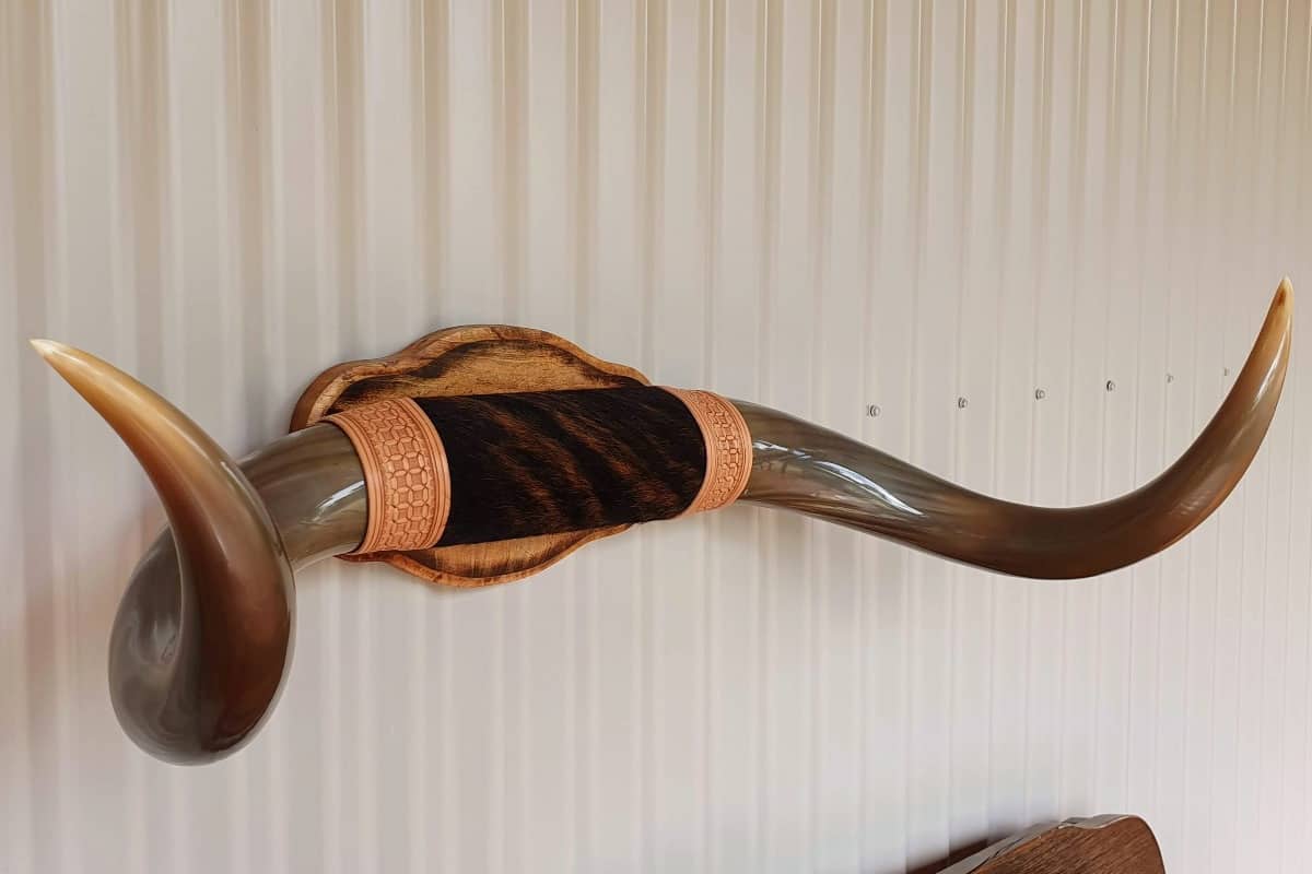 Mounted Cattle Horns - Bethel Saddlery